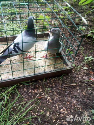 Продажа голубей