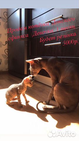 Донской сфинкс котенок девочка