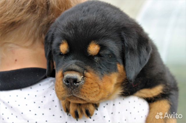 Малыши ротвейлеры