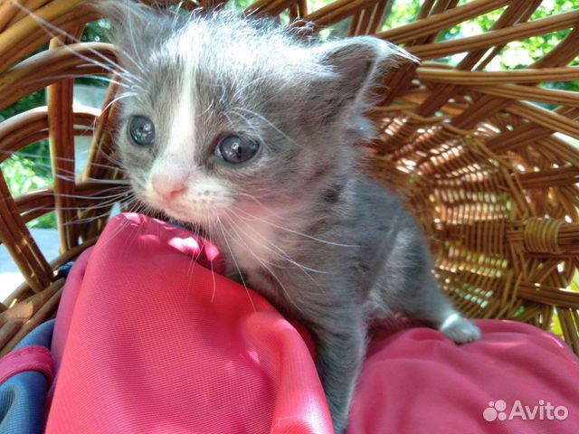 Кошечка в добрые руки