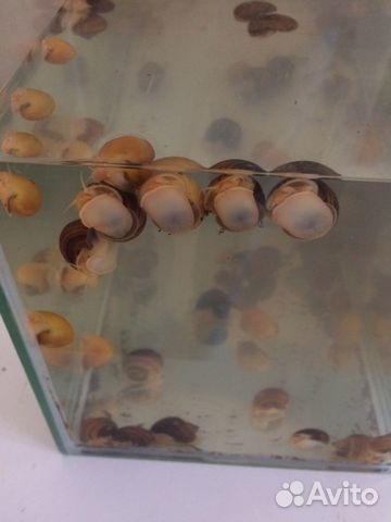 Улитки, скалярии и макропод самка