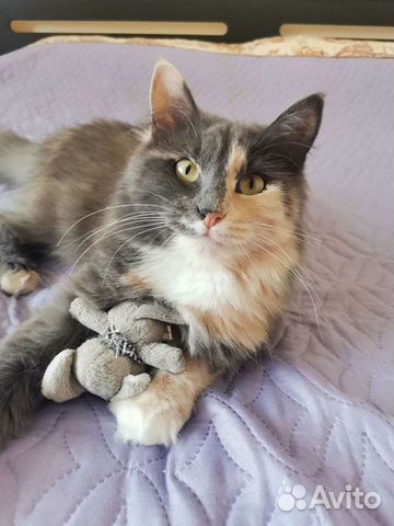 Кошка ищет дом)
