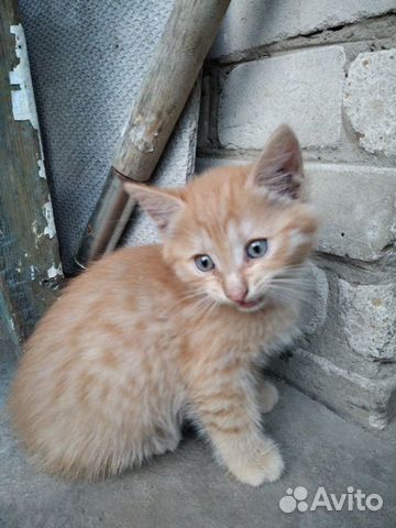 Пасхальный рыжий котенок