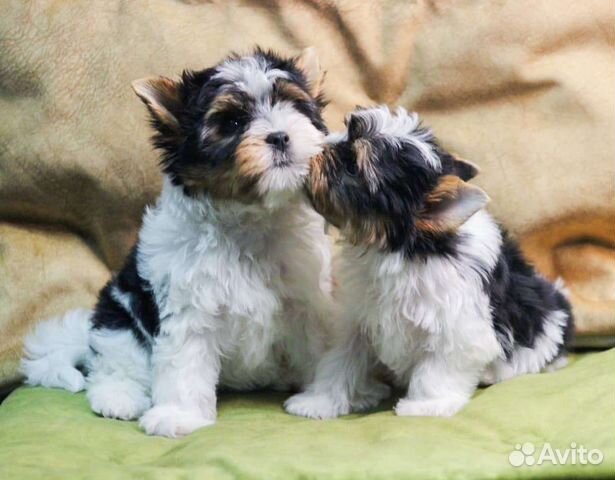 Щенки бивера