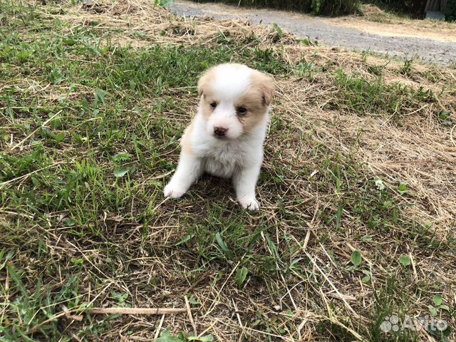 Маленькая кнопка с ладошку