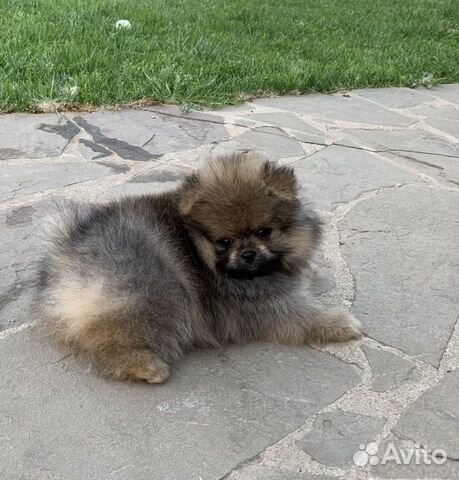 Милые шпицедетки