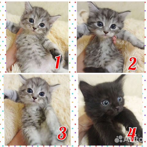 Британские котята