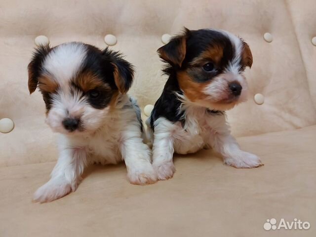 Биверйорк щенки