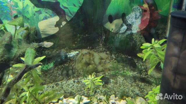 Рыбка кривулька, 2 сомика коридораса,улитки Хелены