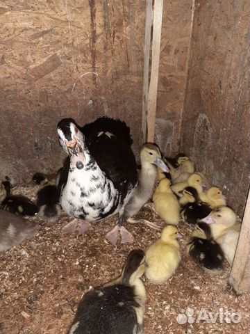 Утята индоутки, семья утка +утята