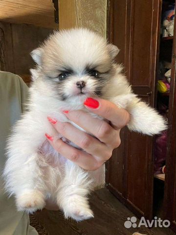 Померашки шпицемишки