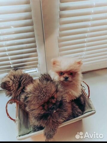 Щенки померанского шпица