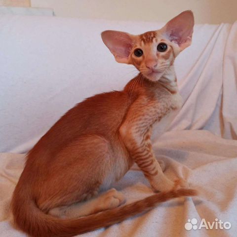 Ориентальный красный тикированный кот