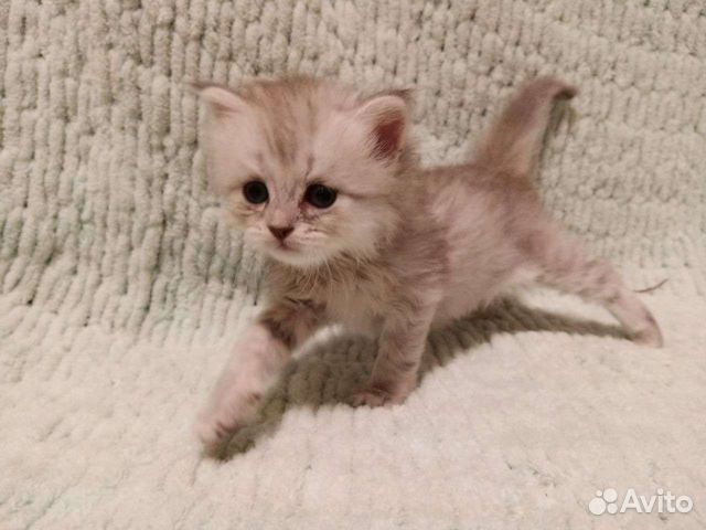 Котята шотландский манчкин
