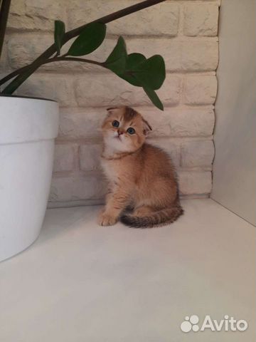 Шотландские золотые котята