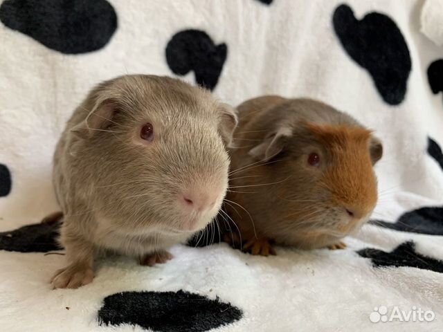 Морские свинки селф и крестед