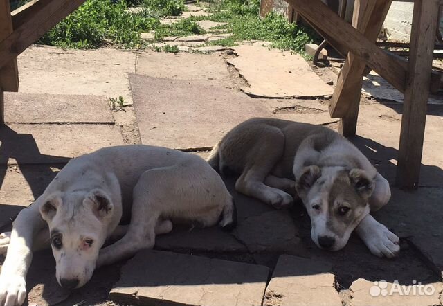 Щенки алабая