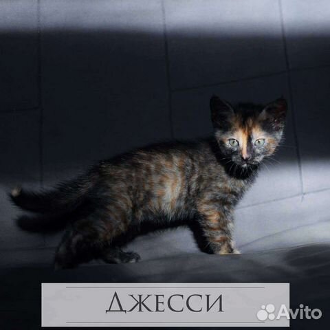 Котенок девочка пестрая черепаховая