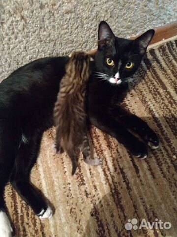 Котик охотник в дар