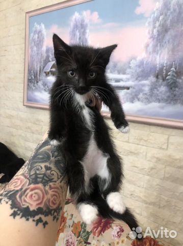 Котенок Перчик, 2,5 месяца, отдам