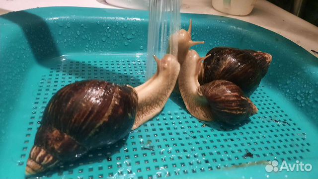 Большие улитки с контейнером