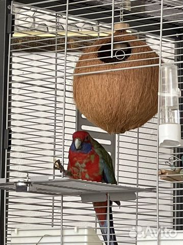 Попугай розелла пиантовая синяя