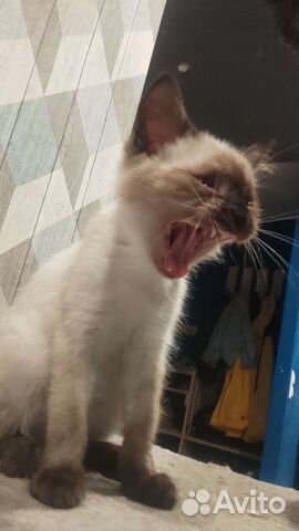 Сиамская кошка