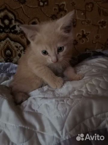 Кошка