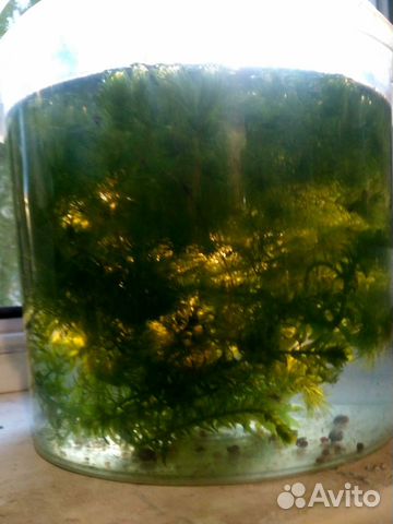 Аквариумные растения бесплатно