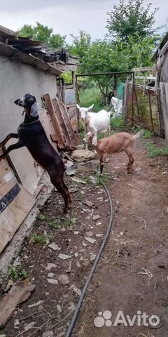 Козы