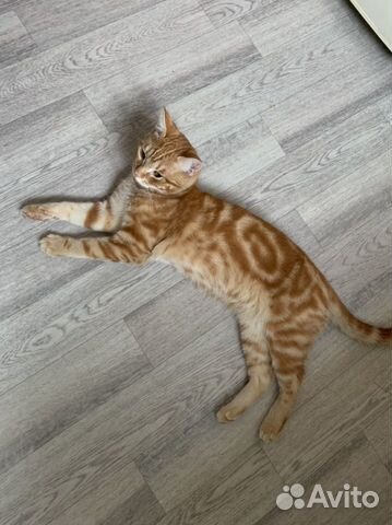 Котята в добрые руки мальчики