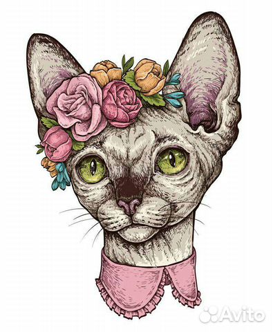 Кошечка сфинкса