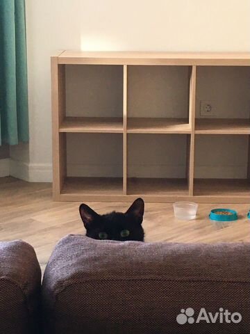 Классная кошка в добрые руки