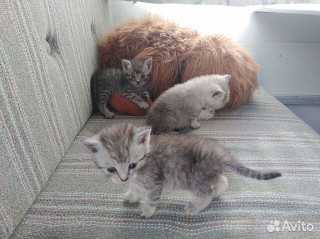 Котята в добрые руки