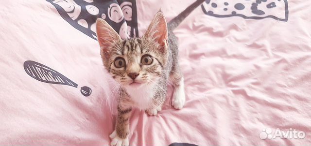 Котенок в добрые руки