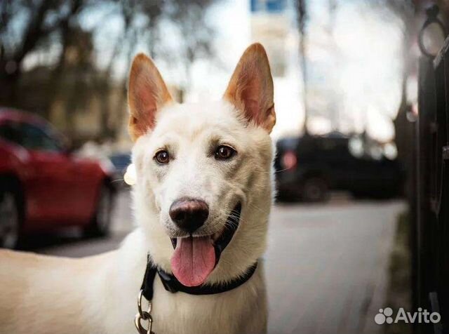 Чарли в добрые руки