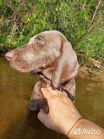 Самая красивая собака