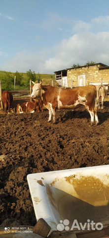 Быки и бараны на Курбан байрам