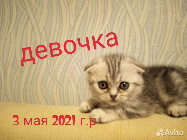 Шотландская вислоухая