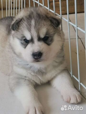 Хаски медвежонок