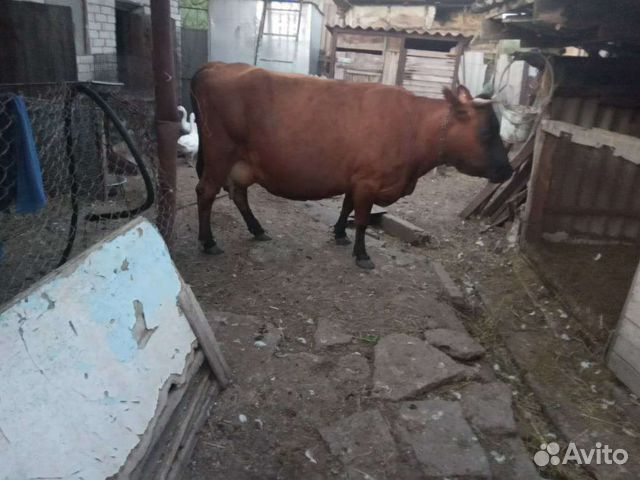 Корова дойная и стельная