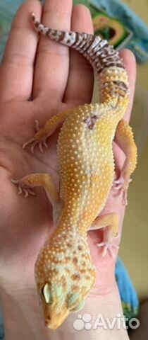 Эублефар самка, тараканы, витамины