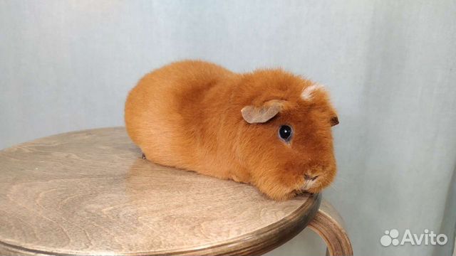 Морская свинка Американский тедди
