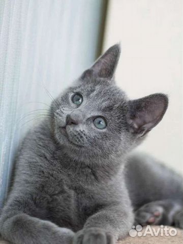 Котенок русской голубой