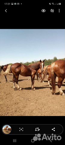 Лошади тяжеловозы