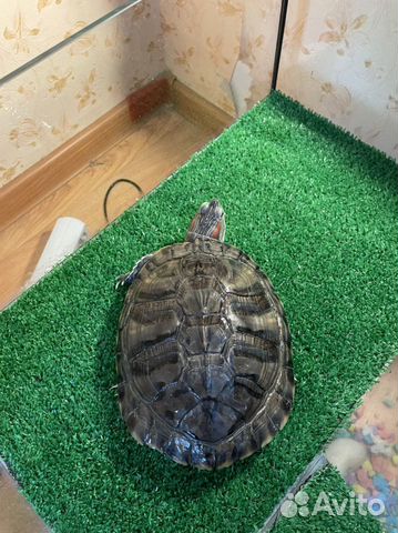 Черепаха с аквариумом и оборудованием
