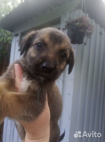 Щенки бесплатно