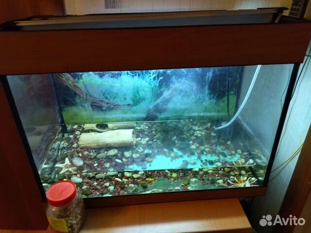 Аквариум с черепахами