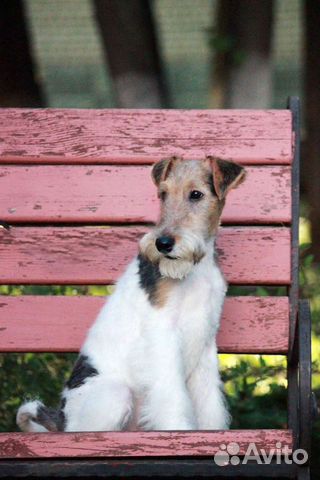 Мальчик фокстерьера жесткошерстного