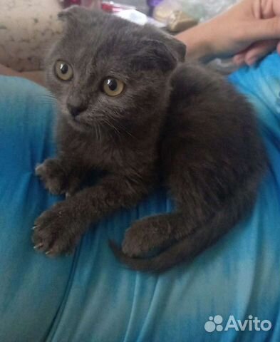 Малышка Мурка ищет дом